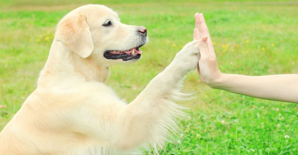 Comment utiliser le renforcement positif pour éduquer votre chien